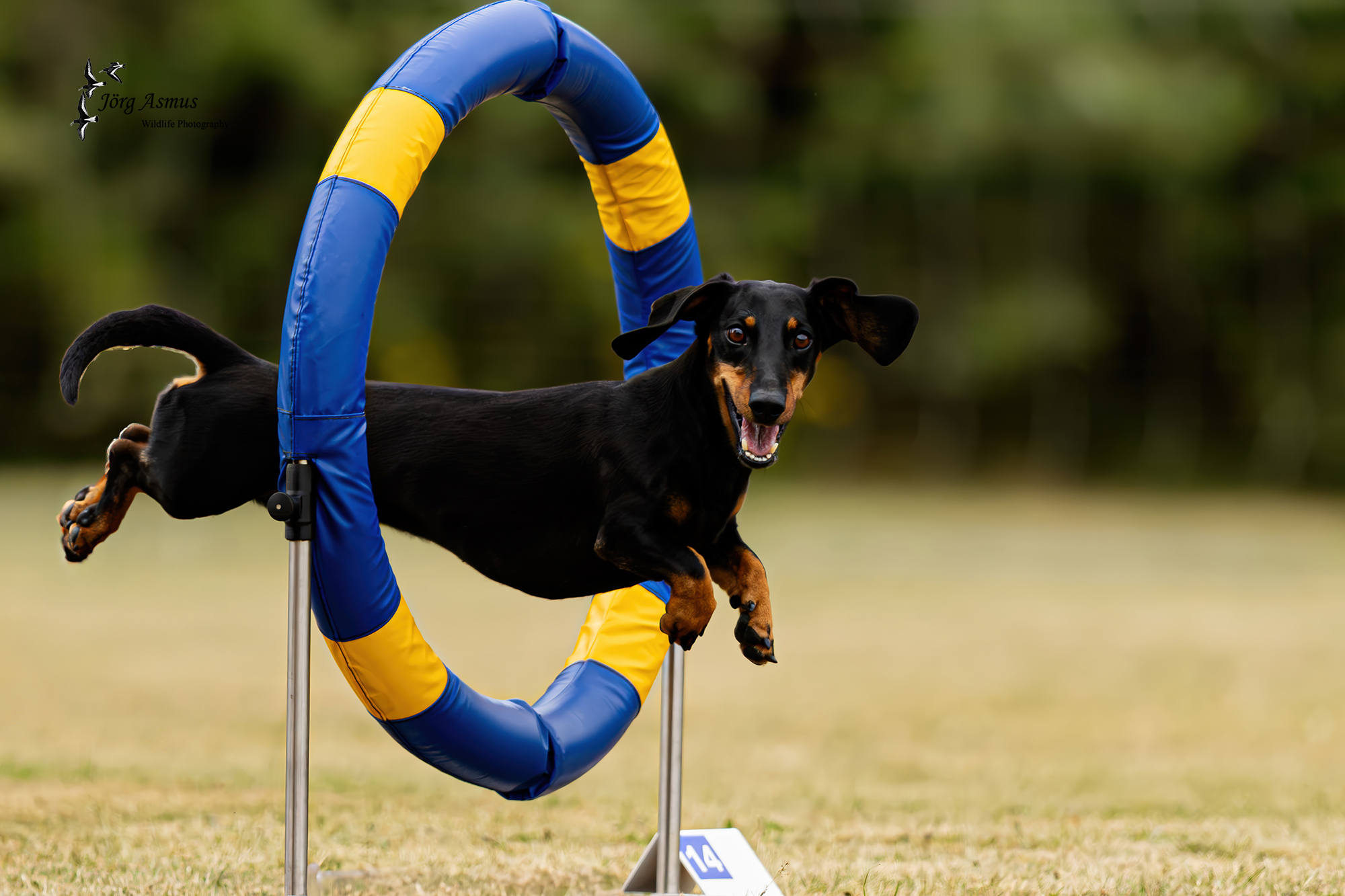 Wildlife-Photography - Jörg Asmus - Flying dachshund